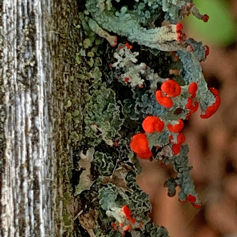 Fruticose_lichen_Cladonia_cristatella_Jun_LouF