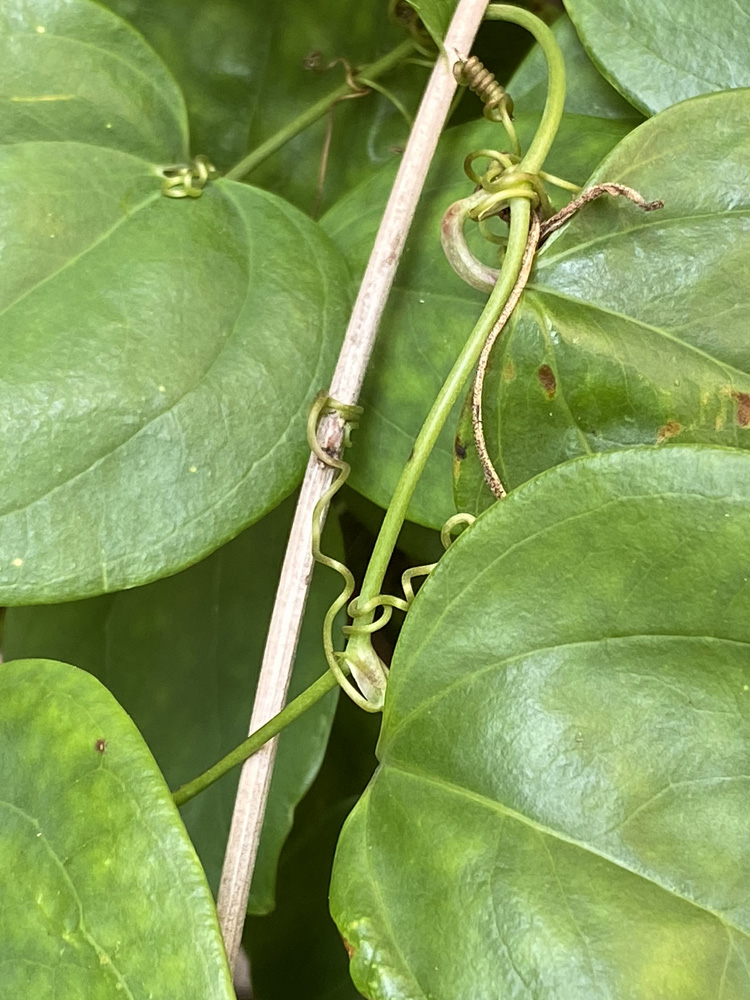 Smilax_sp_Stipular_Tendrils_Jun_ELM.