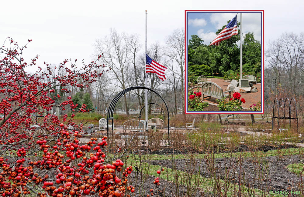 1. Bon_Air_Memorial_Rose_Garden_Ilex_verticillata_drupes_Feb_roses_July ...