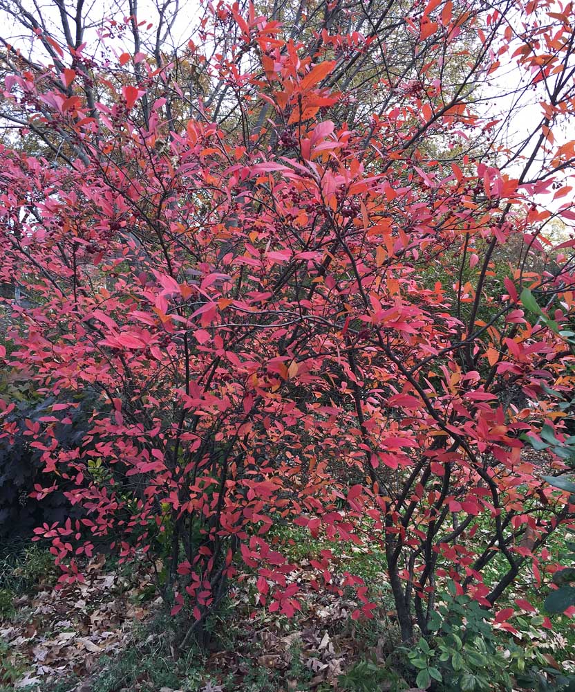 Aronia_arbutifolia3_Nov_ELM