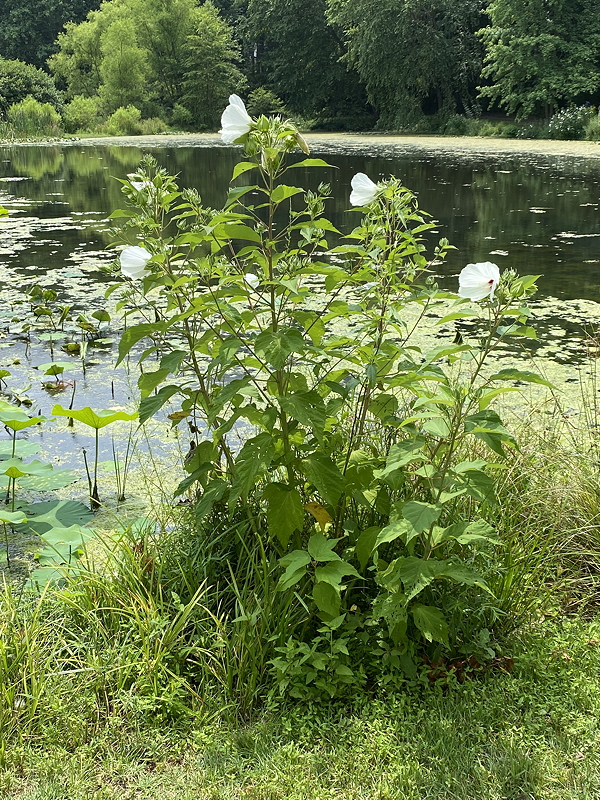 Hibiscus_moscheutos-1_Jul_ELM