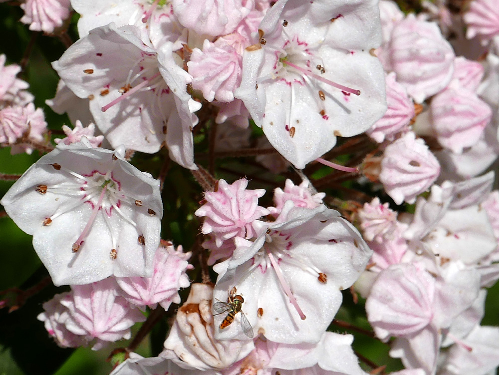 Kalmia_latifolia_Flowers_with_Pollinator_Toxomerus_geminatus_syrphid ...