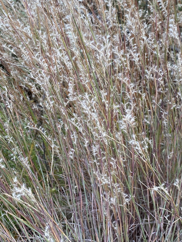 Schizachyrium_scoparium_Inflorescences-5_Oct_ELM
