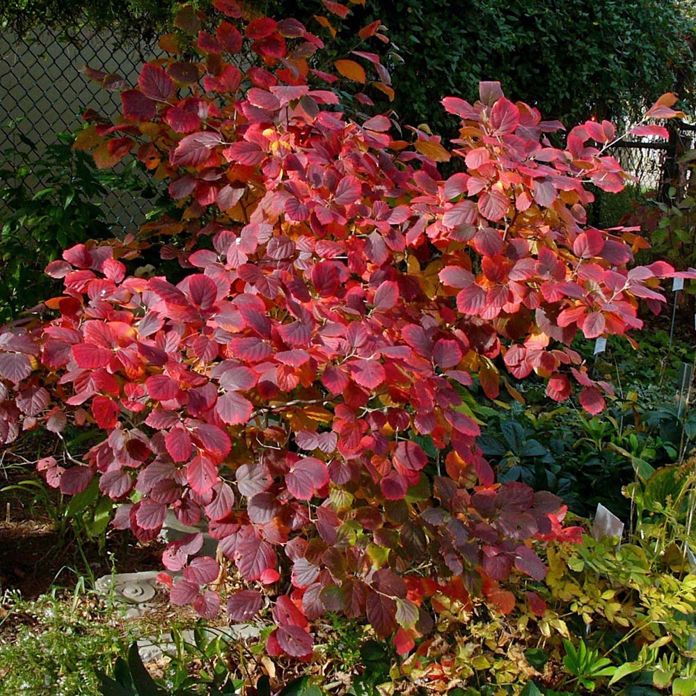 fothergilla_gardenii_fall_foliage_nov_mmf_cropped