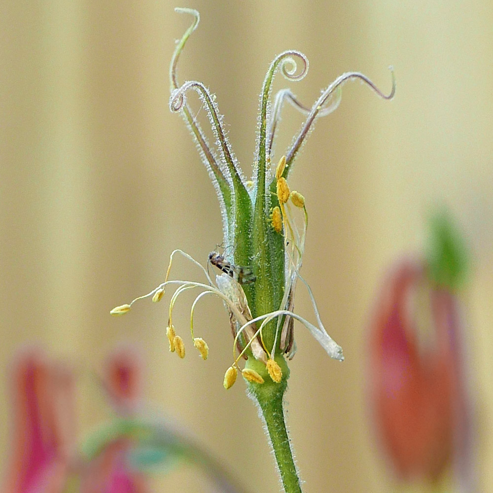 Androecium, Stamen, Staminate, Staminode