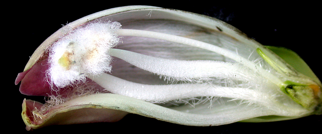 Androecium, Stamen, Staminate, Staminode