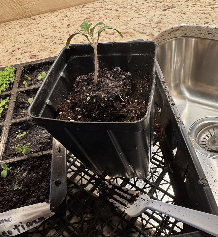 Plant tomatoes deeply for strong root developmentPhoto Nancy Dowling